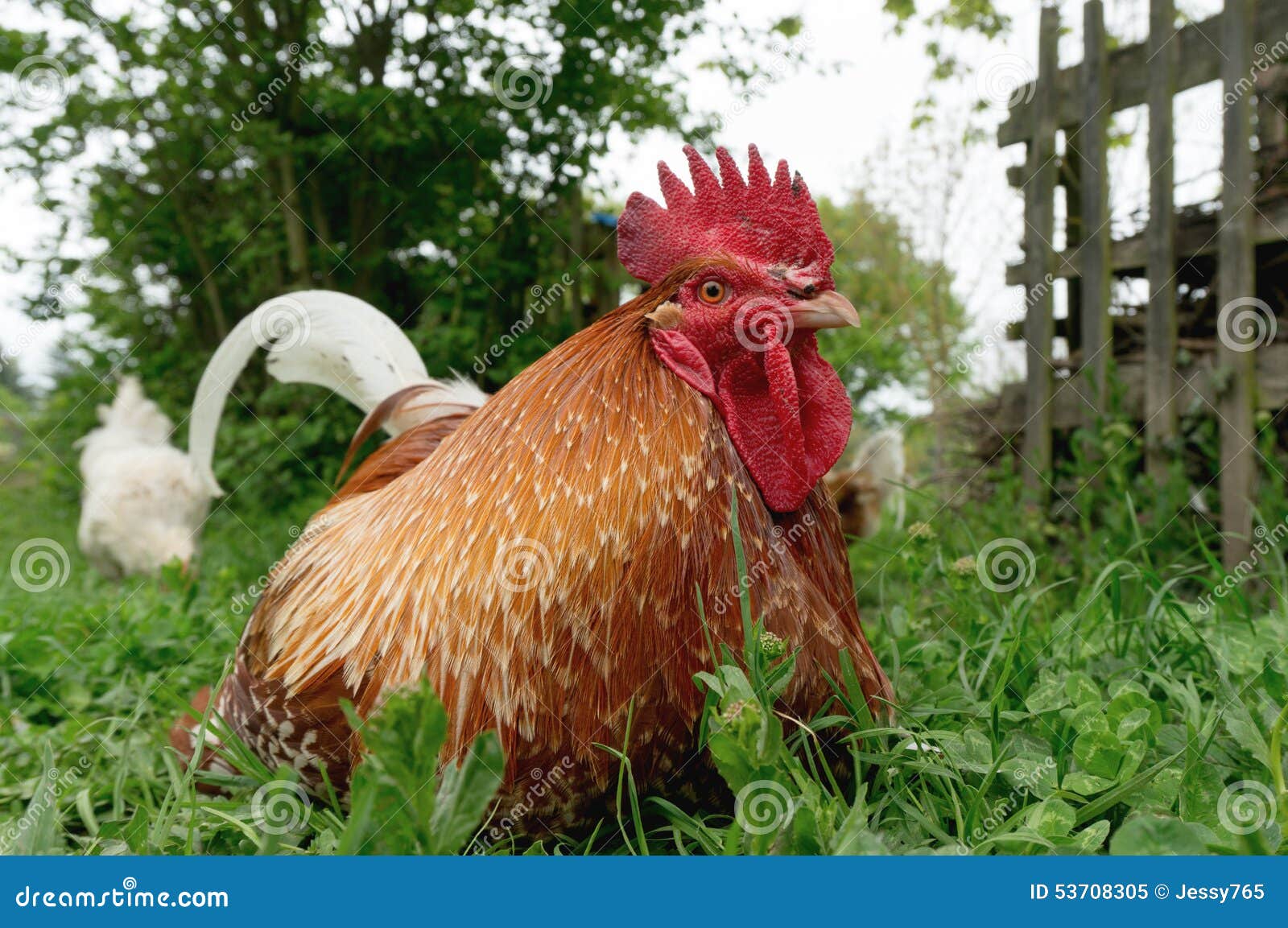 Gallo relajado imagen de archivo. Imagen de sano, hierba - 53708305