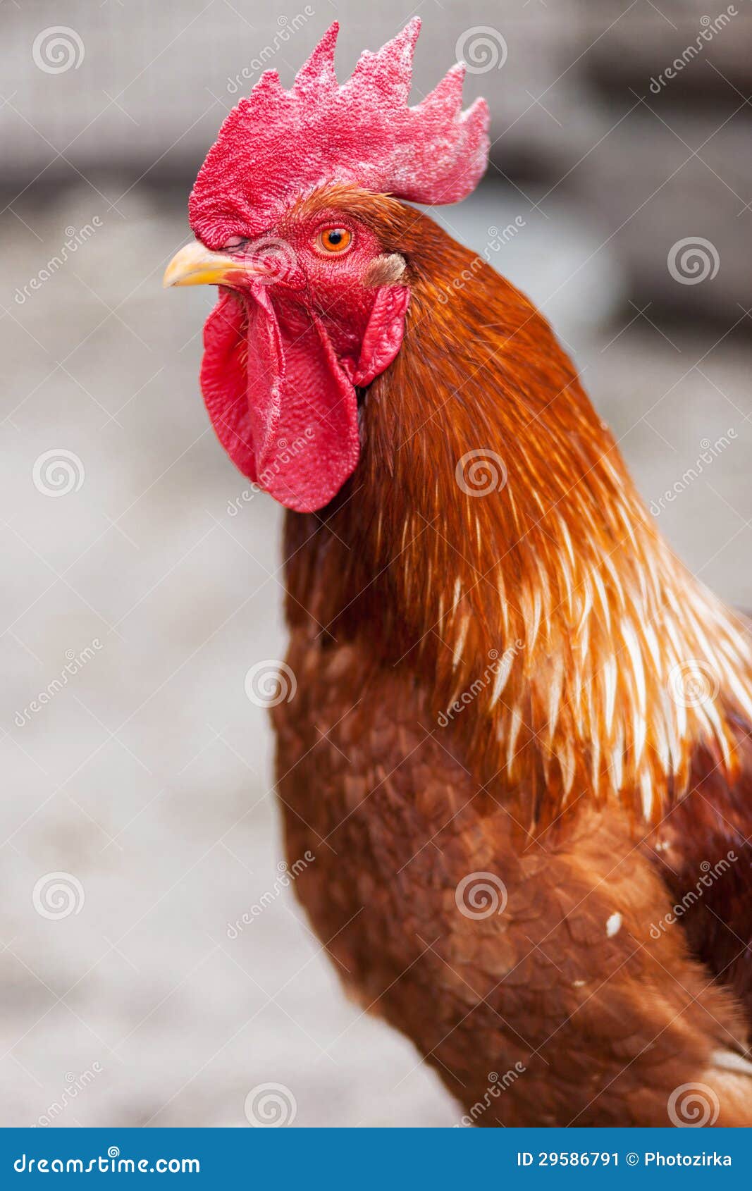 Gallo rojo imagen de archivo. Imagen de corral, gallina - 29586791