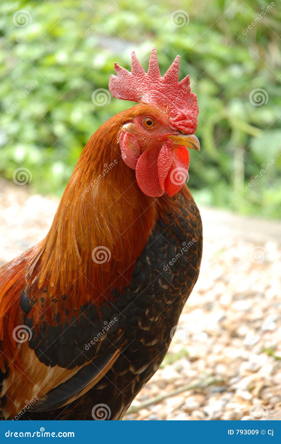 Gallo rojo 3 imagen de archivo. Imagen de granja, cara - 793009