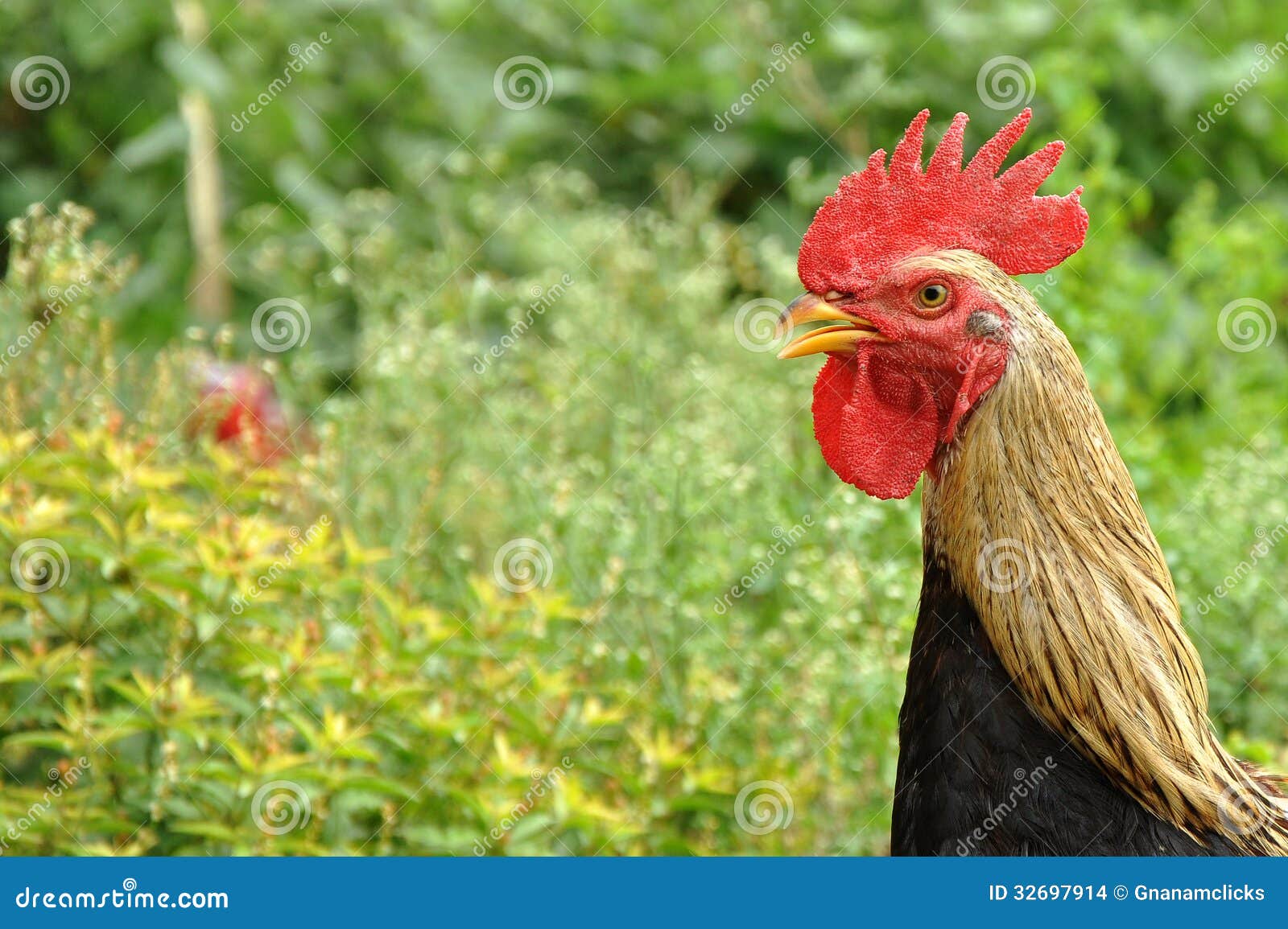 Gallo rojo foto de archivo. Imagen de golpe, animal, rojo - 32697914