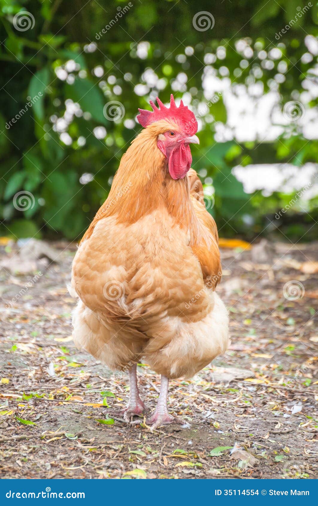Gallo rojo foto de archivo. Imagen de pollo, primer, ganado - 35114554