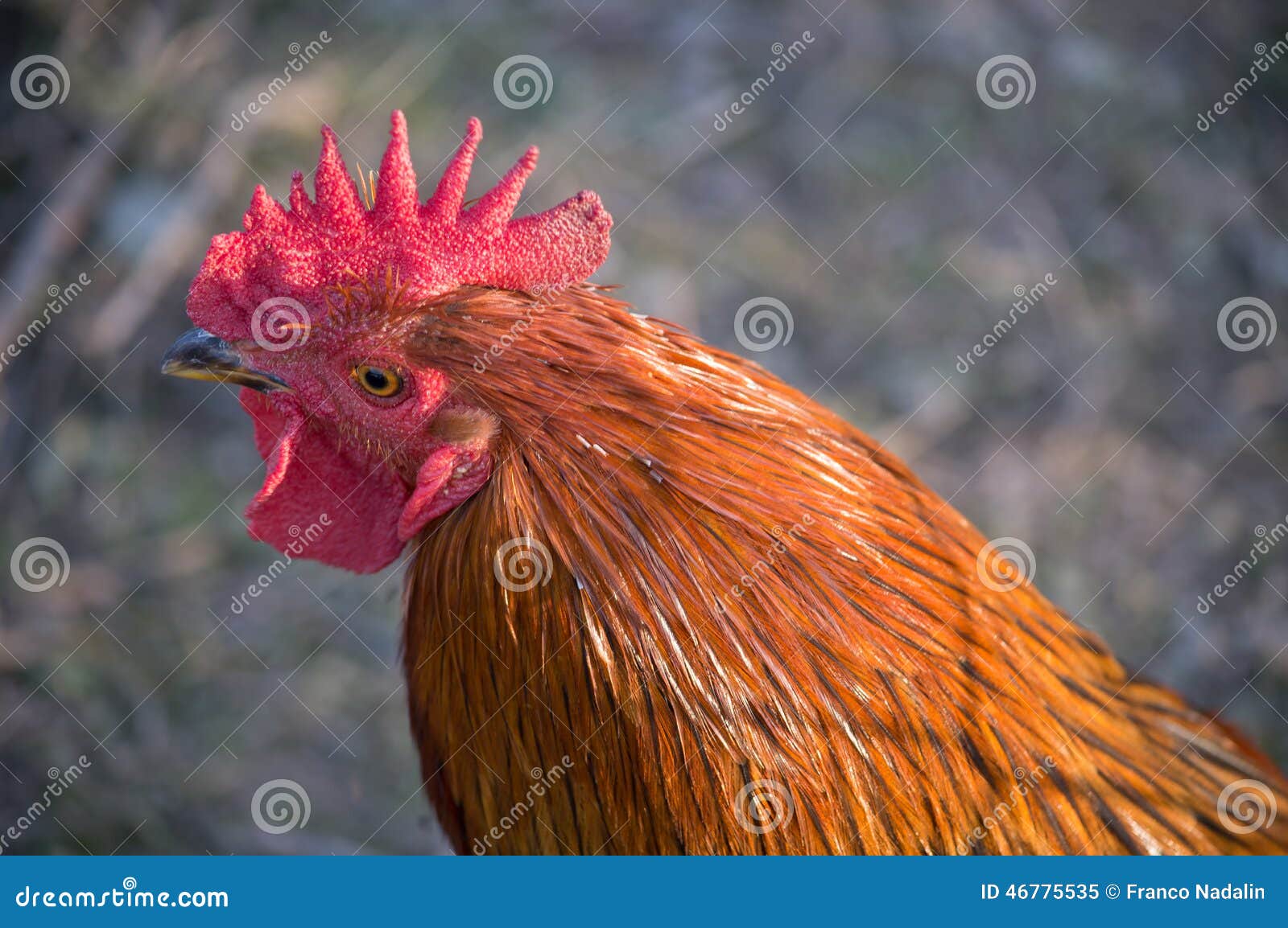 Gallo rojo imagen de archivo. Imagen de colorido, cruz - 46775535