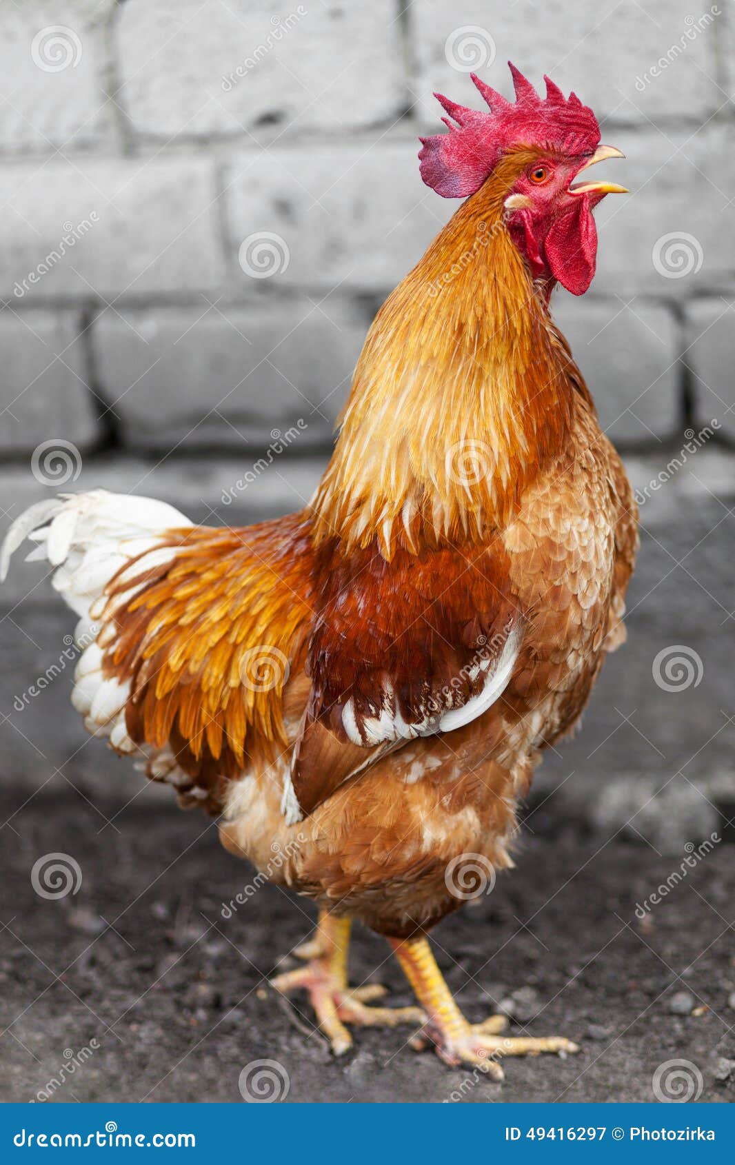 Gallo rojo imagen de archivo. Imagen de colores, alimento - 49416297