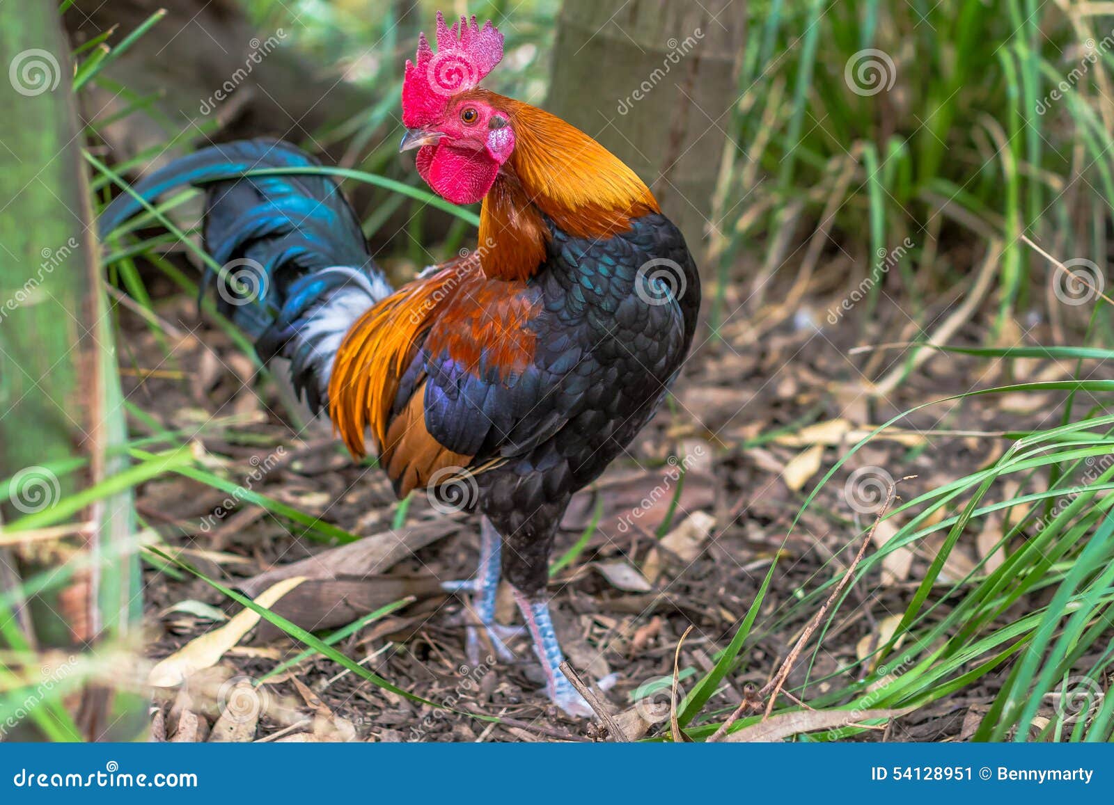 Gallo rojo imagen de archivo. Imagen de granja, hojas - 54128951