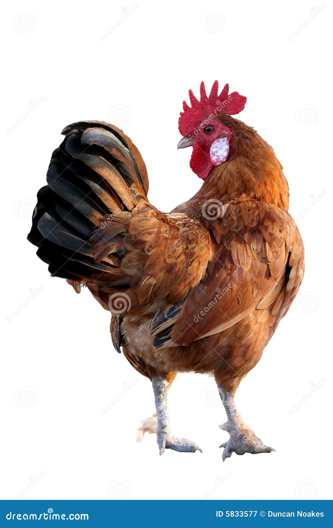 33,931 Gallo Rojo Fotos - Libres de Derechos y Gratuitas de Dreamstime