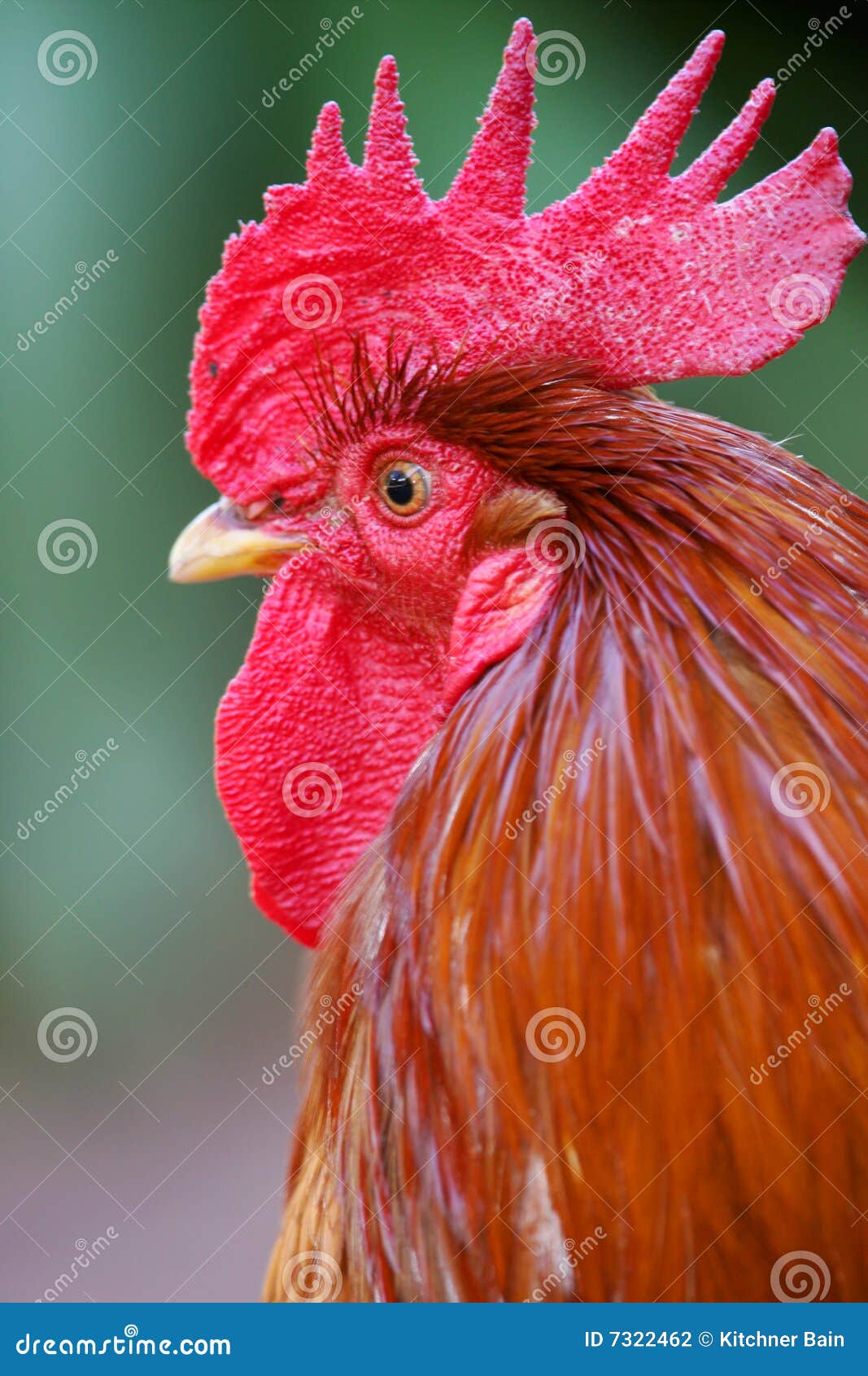 Gallo rojo foto de archivo. Imagen de barniz, agricultura - 7322462