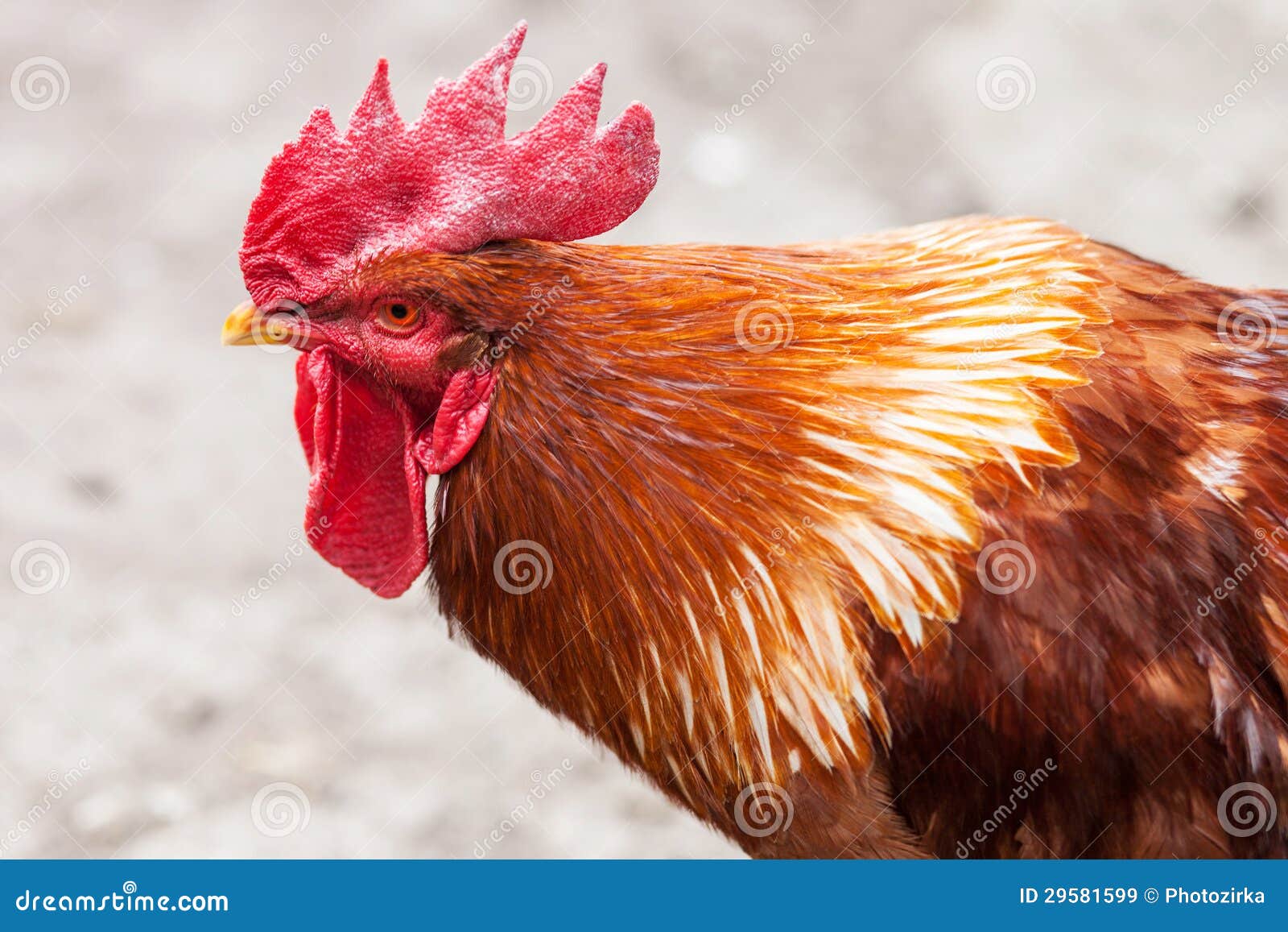 Gallo rosso immagine stock. Immagine di agricoltura, creatura - 29581599