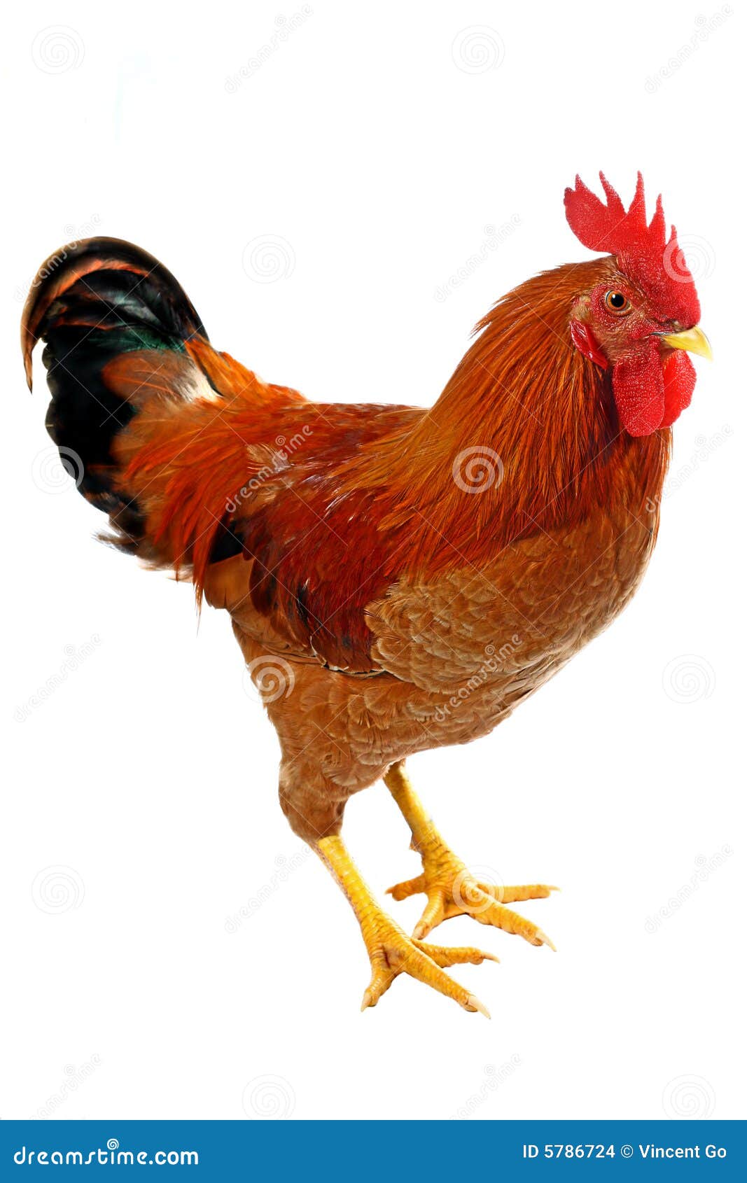 Gallo rosso fotografia stock. Immagine di uccello, carne - 5786724