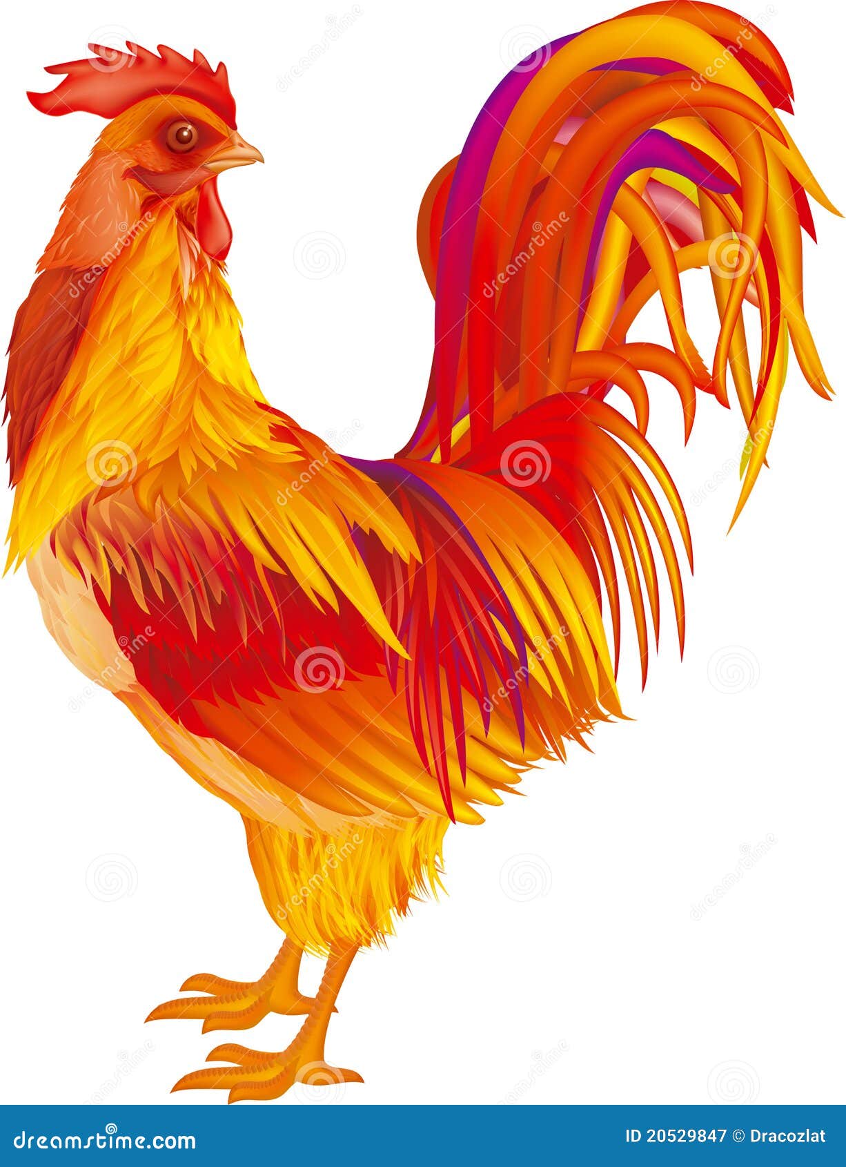 Clipart Gallo Rosso Gallo Rosso Stock Photos And Pictures 178,321