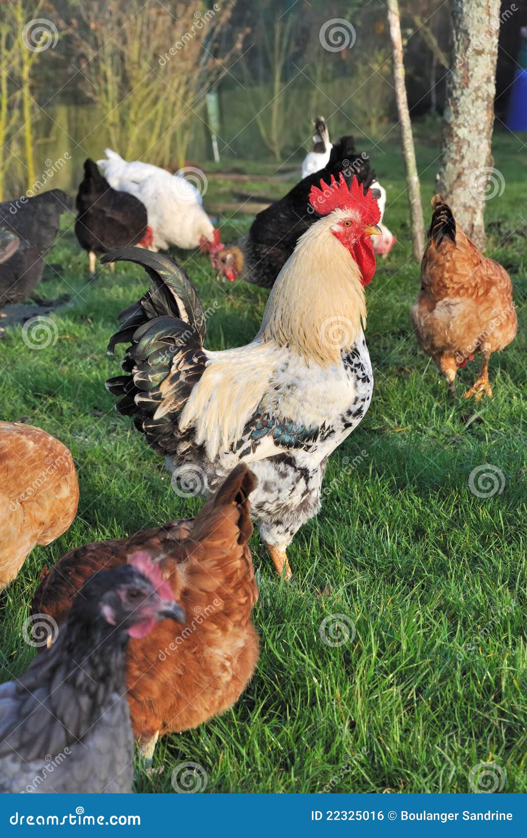 Gallo in un cortile fotografia stock. Immagine di nero - 22325016