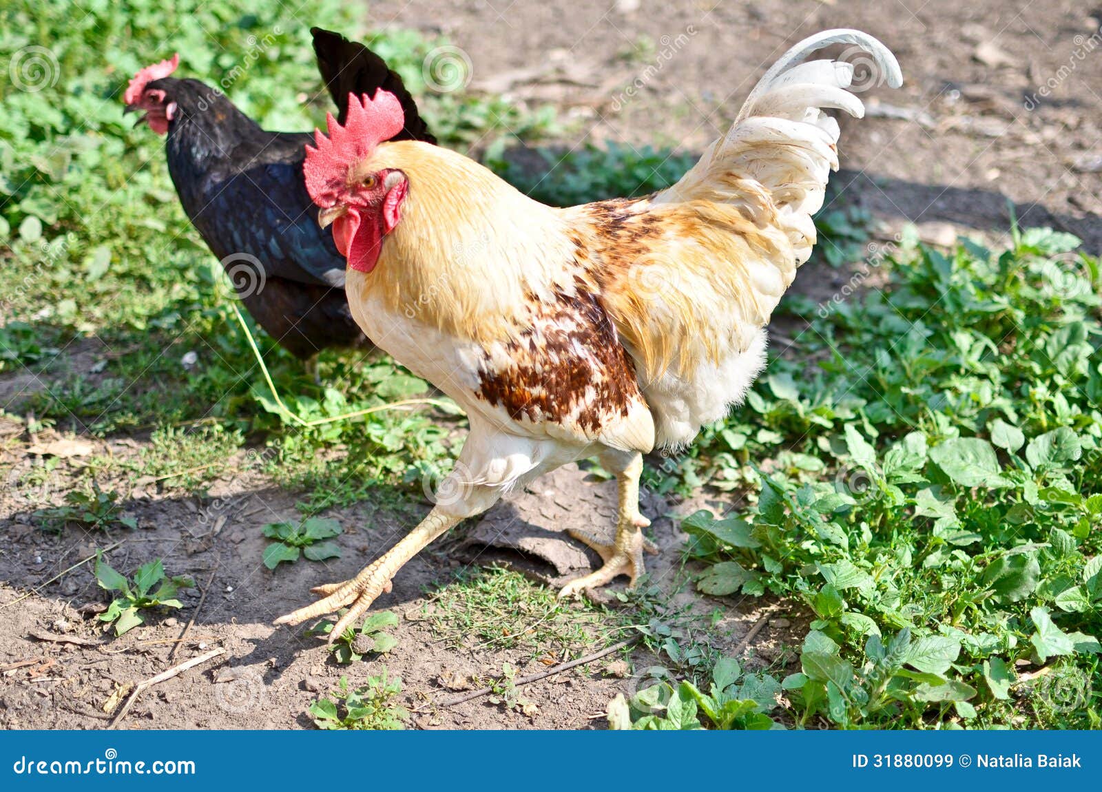 Gallo Valiente Fotos - Libres de Derechos y Gratuitas de Dreamstime