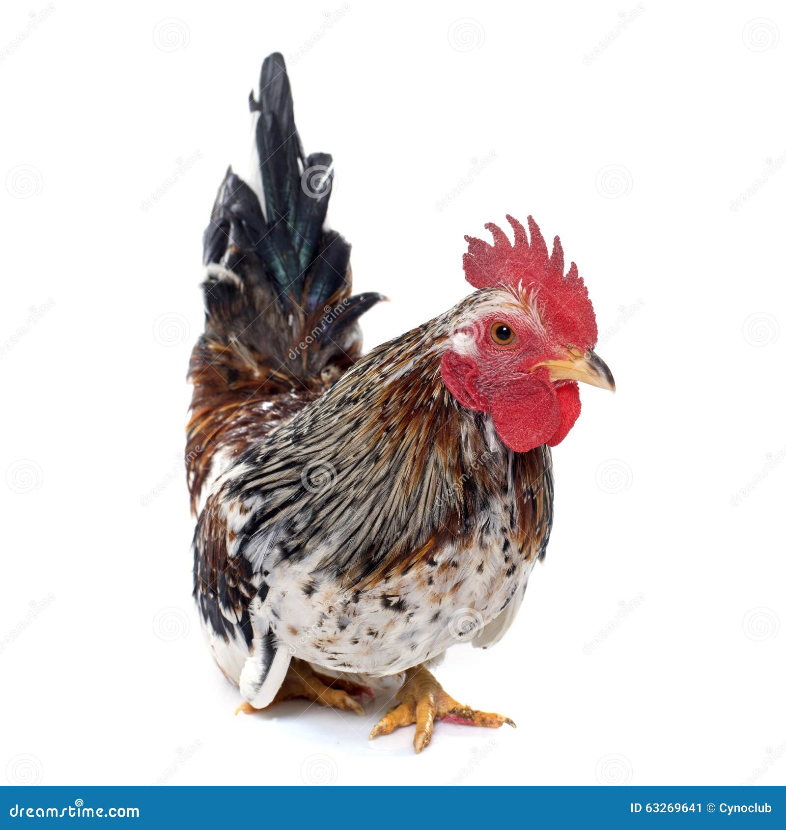 Gallo variopinto di serama immagine stock. Immagine di studio - 63269641