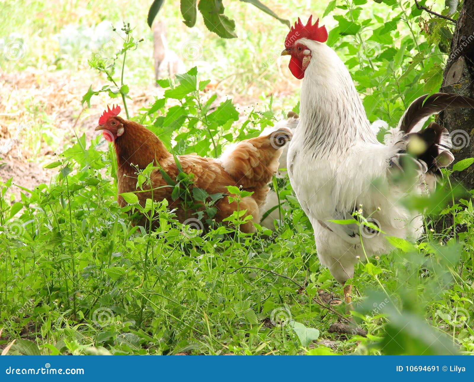Gallo y gallina imagen de archivo. Imagen de animales - 10694691