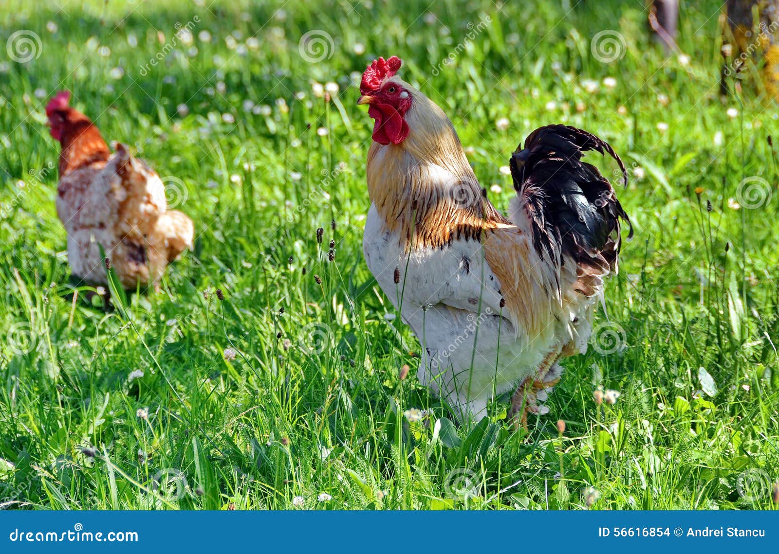 Gallo y gallina foto de archivo. Imagen de gallina, ardiente - 56616854