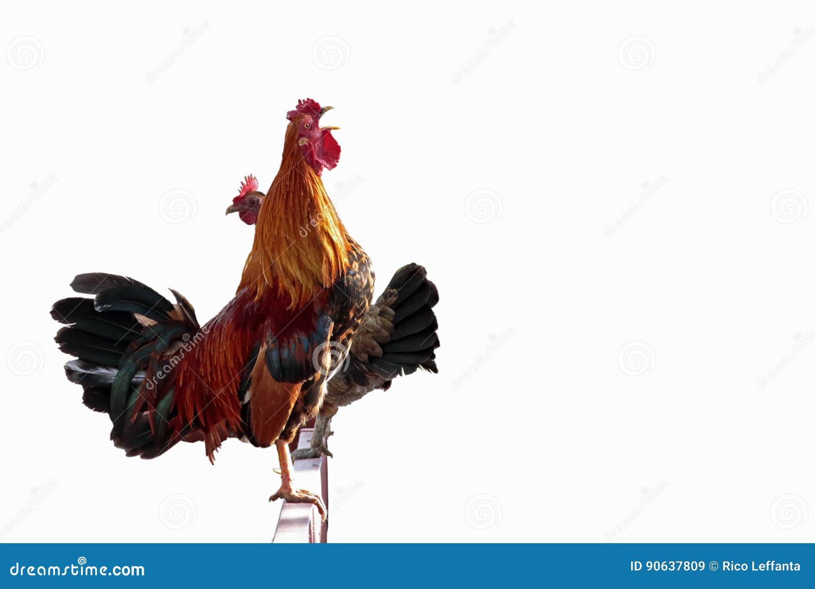 Gallo y gallina de cacareo imagen de archivo. Imagen de pico - 90637809
