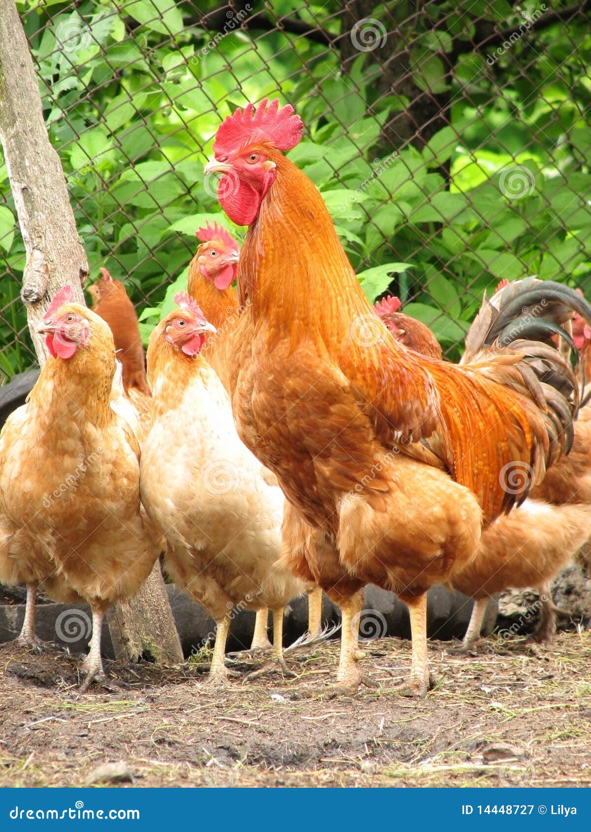 Gallo Y Gallinas En El Corral Imagen de archivo - Imagen de ganado ...