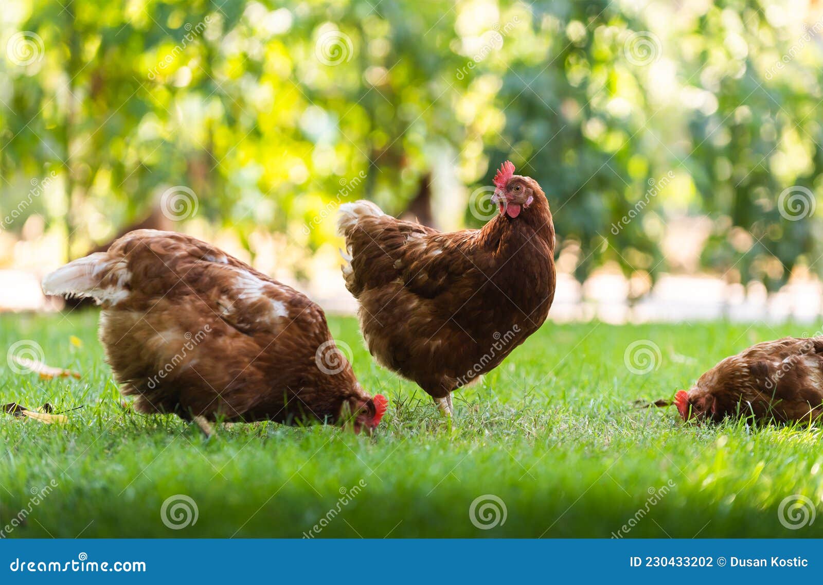 Gallo Y Gallinas En El Corral Foto de archivo - Imagen de doméstico ...