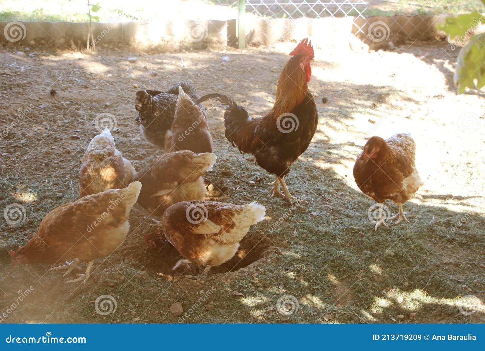 Gallo Y Gallinas. Gallina De Corral Imagen de archivo - Imagen de ...