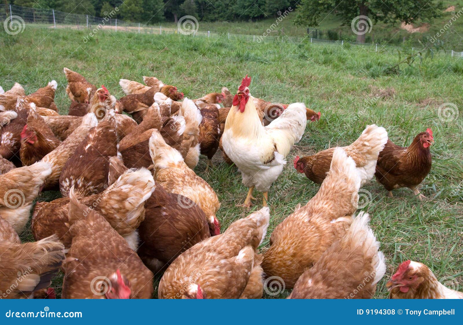 Gallo y gallinas grandes foto de archivo. Imagen de cubo - 9194308