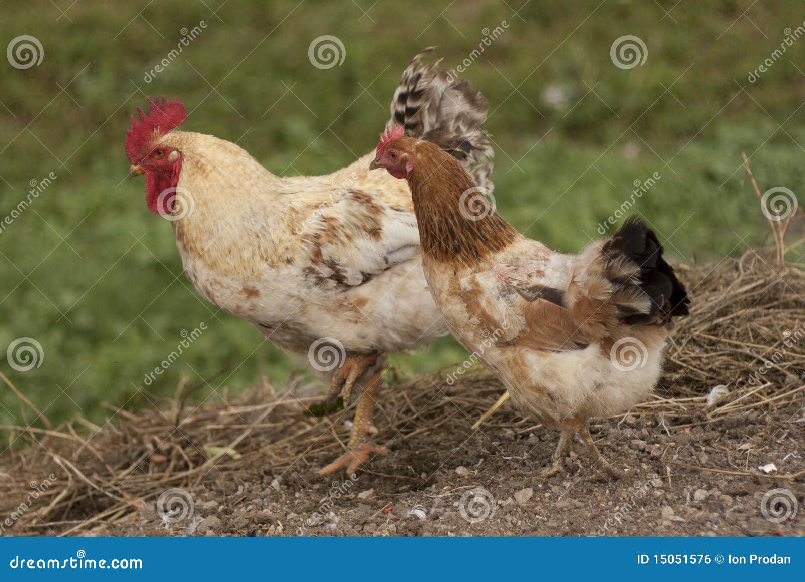 Gallo y pollo foto de archivo. Imagen de fertilidad, exterior - 15051576