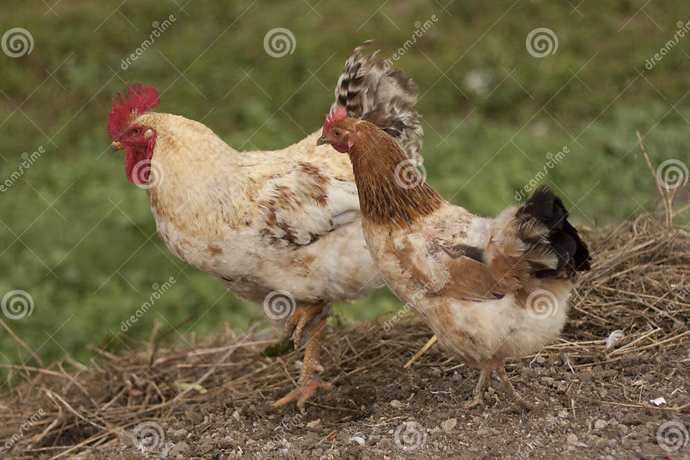 Gallo y pollo foto de archivo. Imagen de fertilidad, exterior - 15051576