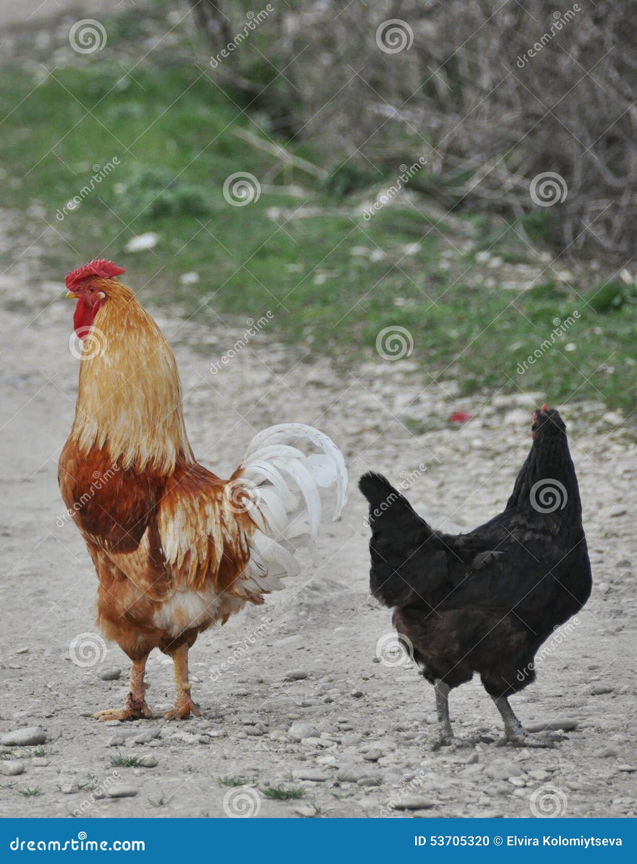 Gallo Y Pollo De La Belleza Foto de archivo - Imagen de pollo ...