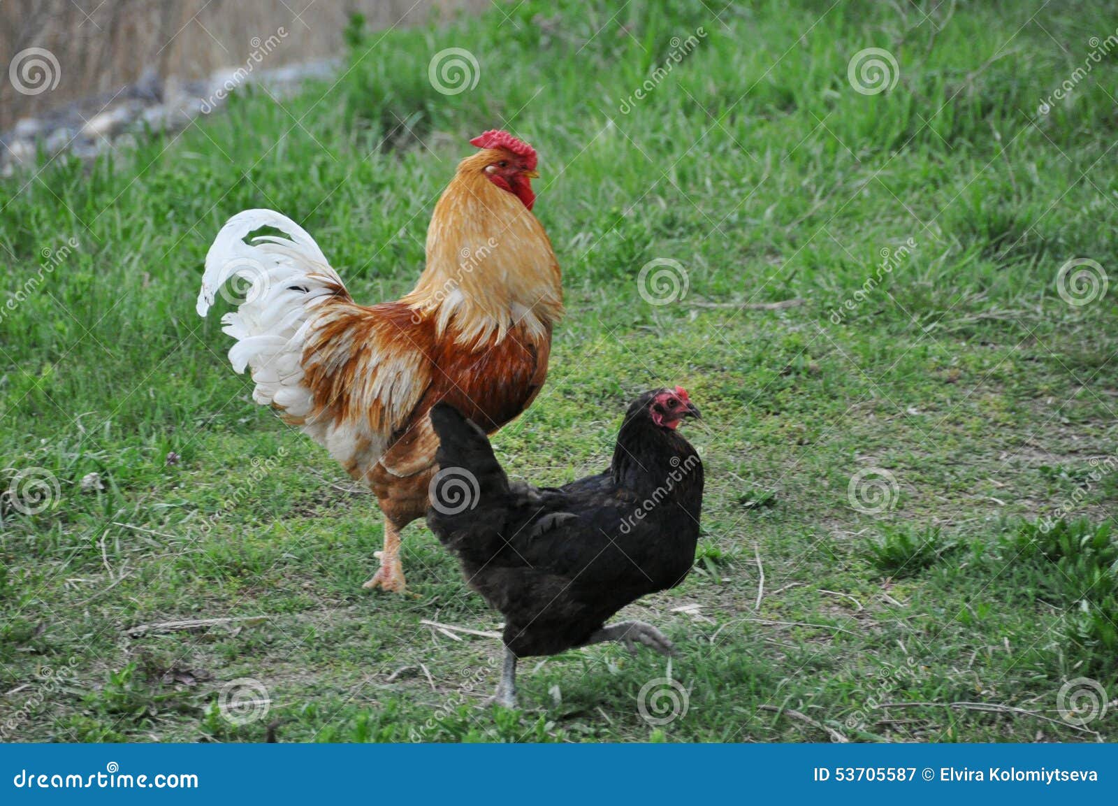 Gallo Y Pollo De La Belleza Imagen de archivo - Imagen de aviar, granja ...