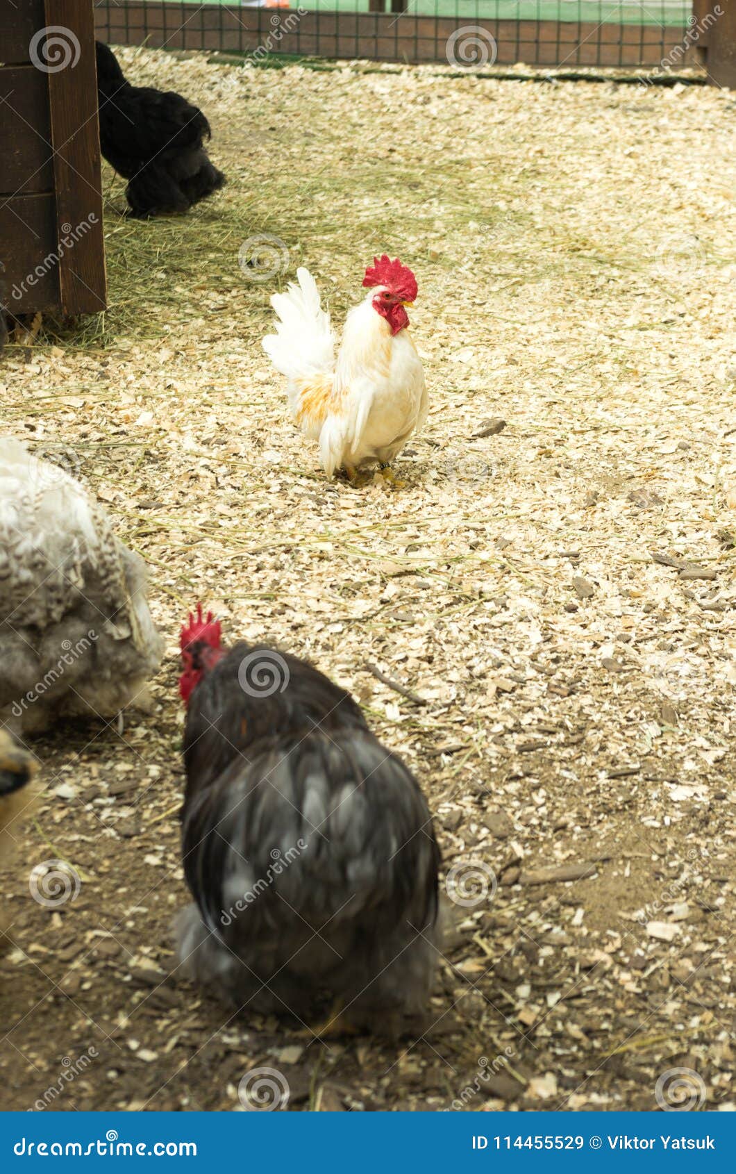 Gallo Y Pollo Gallo Del Enano Blanco Imagen de archivo - Imagen de ...