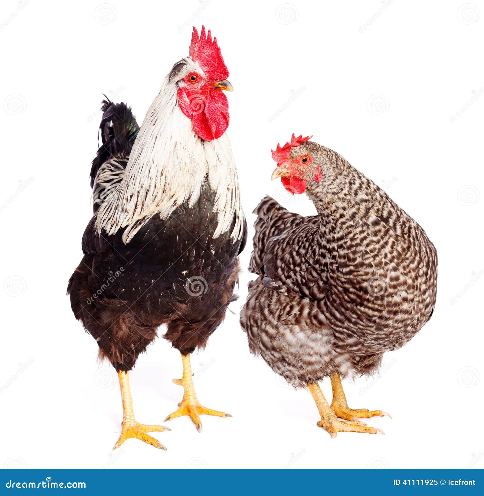 Gallo Y Pollo En El Fondo Blanco Imagen de archivo - Imagen de fondo ...
