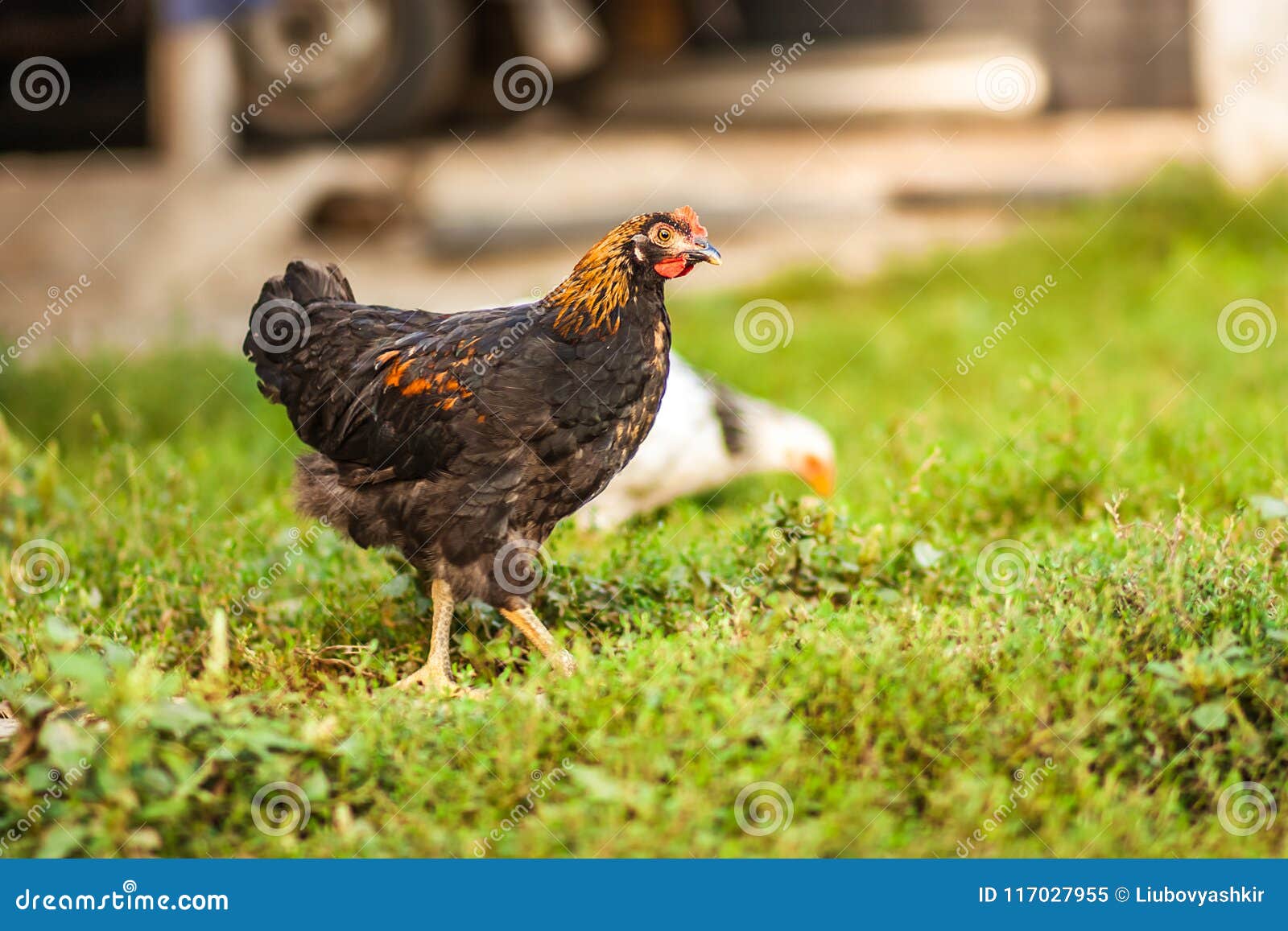 Gallo y pollos imagen de archivo. Imagen de aves, primer - 117027955