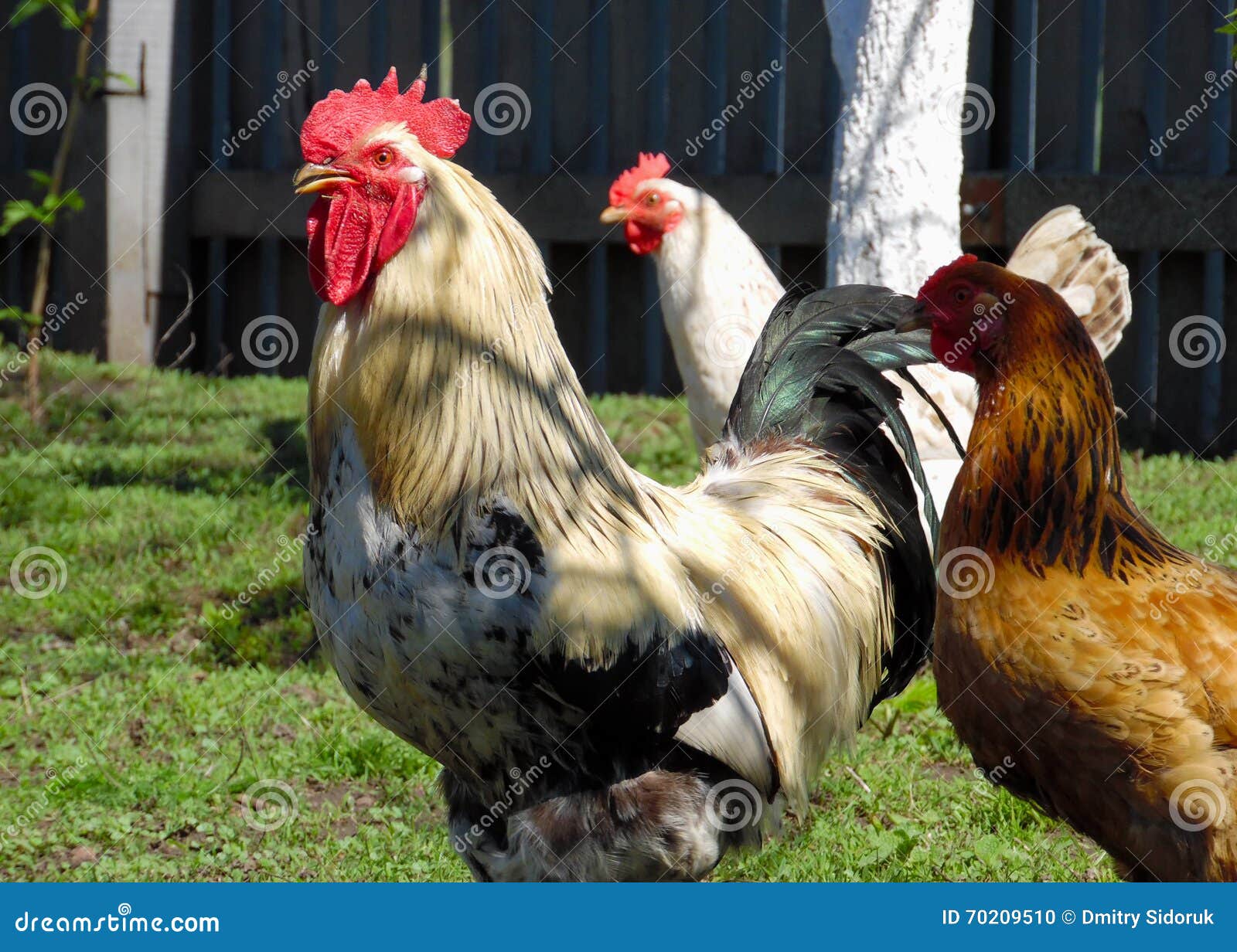 Gallo y pollos foto de archivo. Imagen de pendientes - 70209510