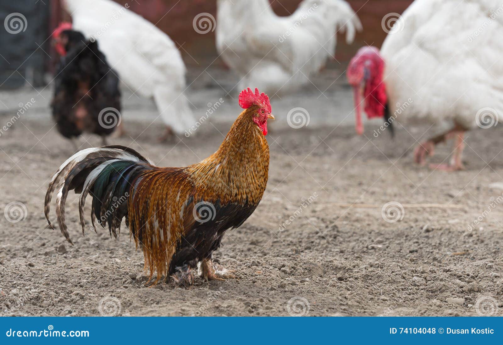 Gallo y pollos foto de archivo. Imagen de libre, pico - 74104048
