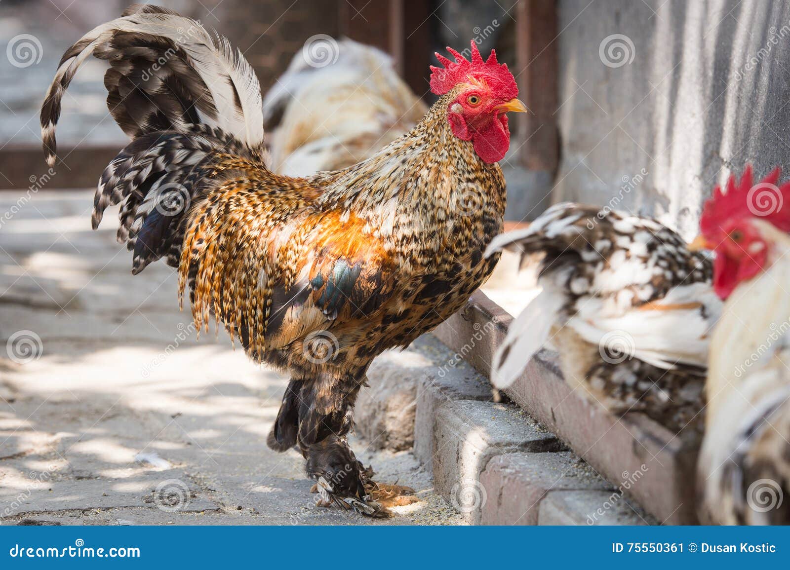 Gallo y pollos imagen de archivo. Imagen de hierba, verde - 75550361