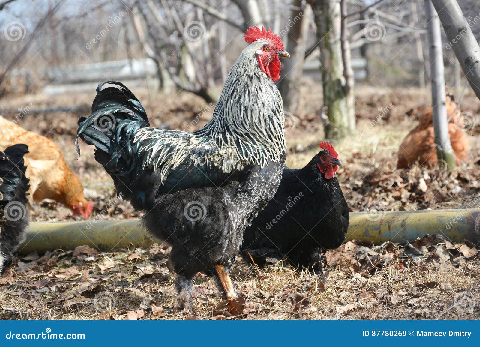 Gallo y pollos imagen de archivo. Imagen de cresta, mascotas - 87780269