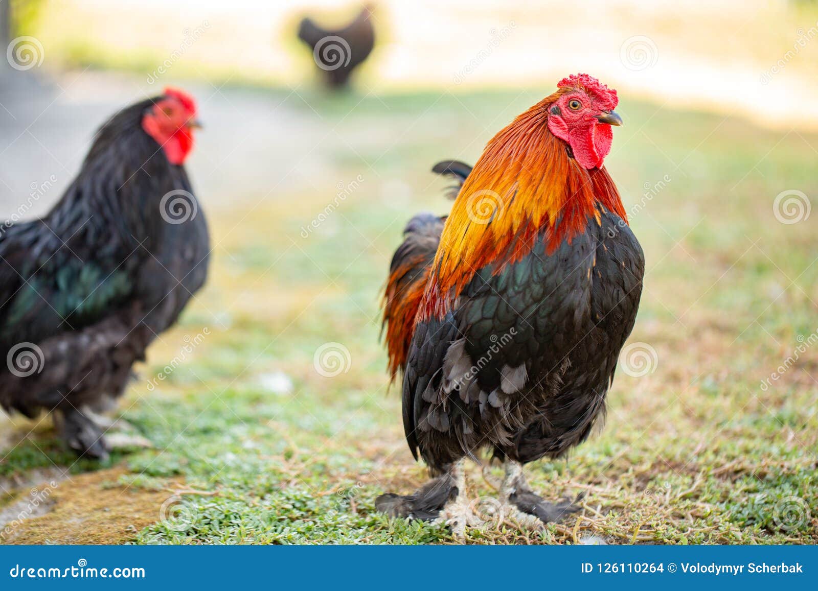 Gallo Y Pollos Gallo Y Gallinas Libres De La Gama Foto de archivo ...