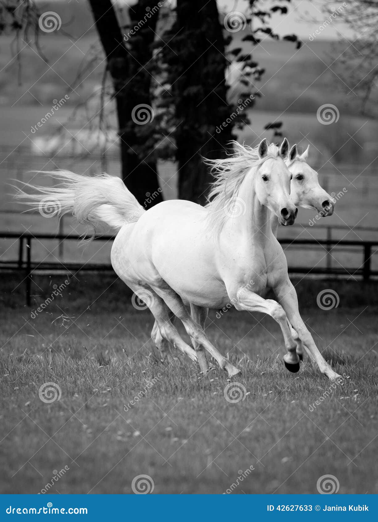 Gallop arabian horses stock image. Image of animals, arabian - 42627633