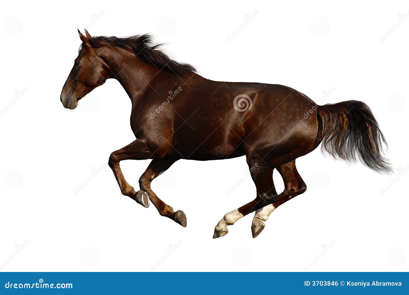 Gallop Horse Royalty Free Stock Image - Image: 3703846
