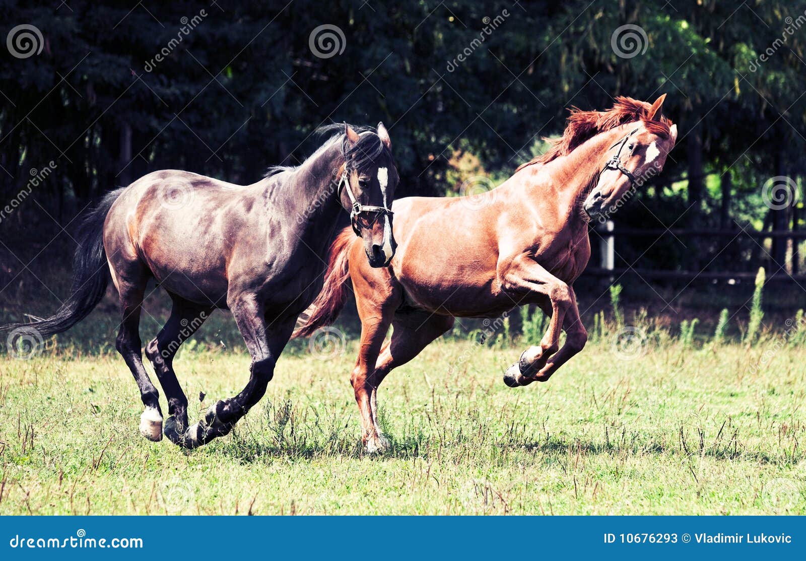 Gallop horses stock image. Image of color, cloud, likeness - 10676293