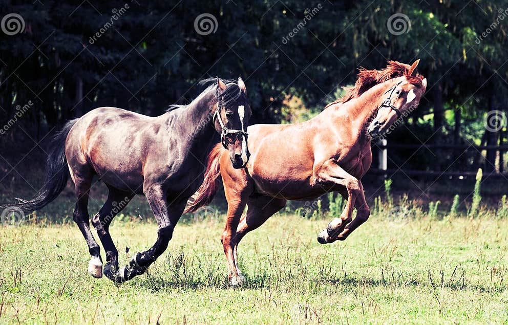 Gallop horses stock image. Image of color, cloud, likeness - 10676293