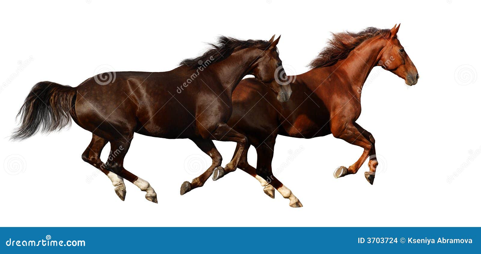 Gallop horses stock photo. Image of gait, chestnut, animal - 3703724