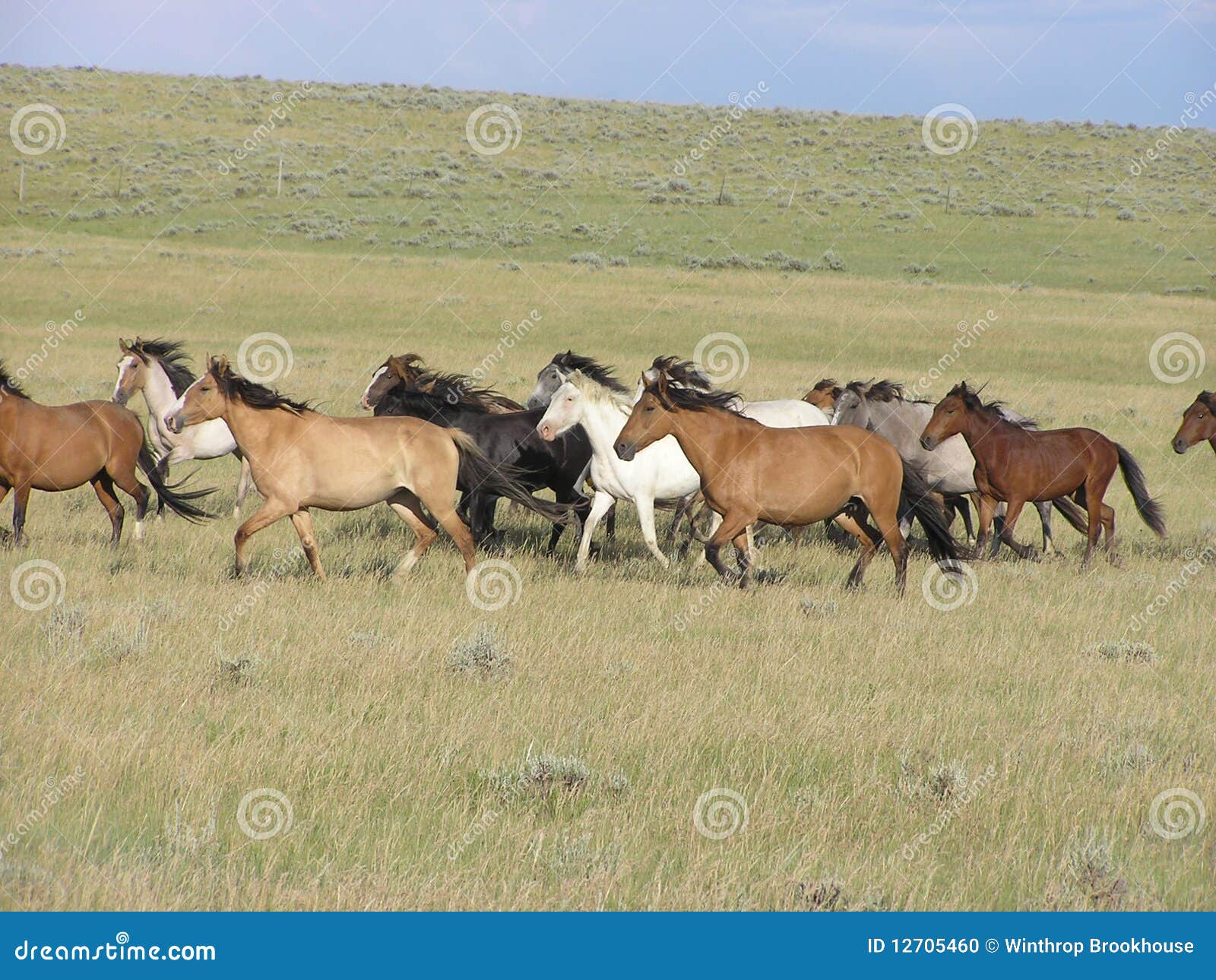 Gallop Spanish Mustangs stock photo. Image of spring - 12705460