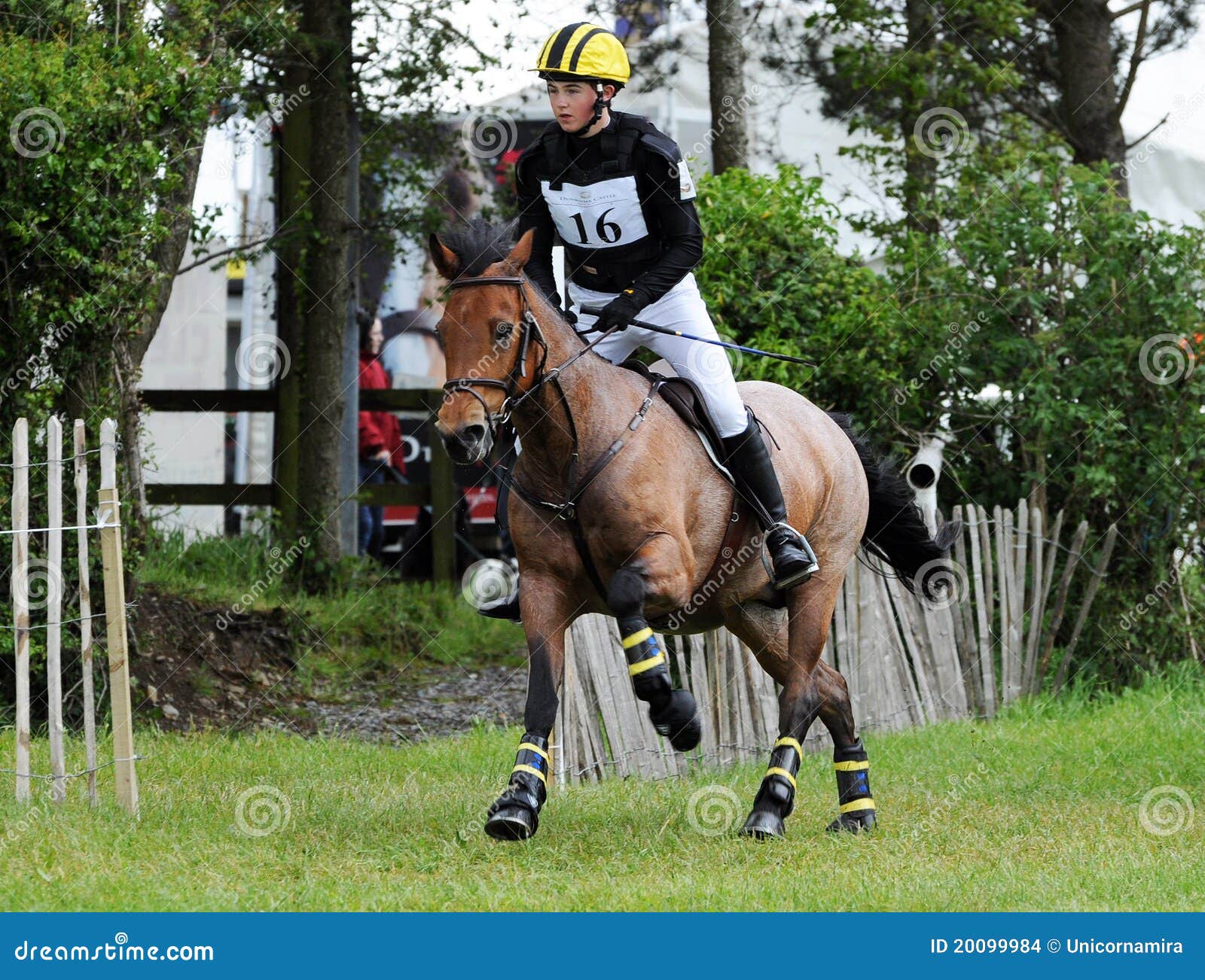 Galloping editorial stock image. Image of gallop, galloping - 20099984