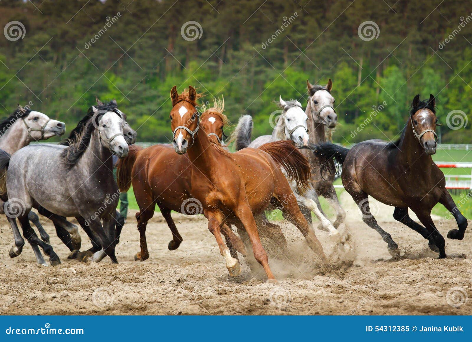 Arabian Horses Run Stock Photography | CartoonDealer.com #139450292