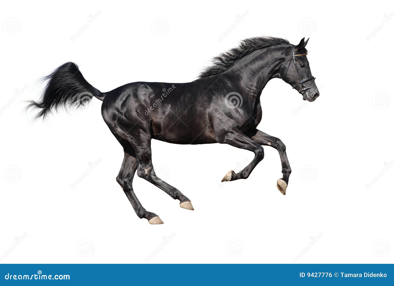 Galloping Black Stallion Isolated on White Stock Photo - Image of farm ...