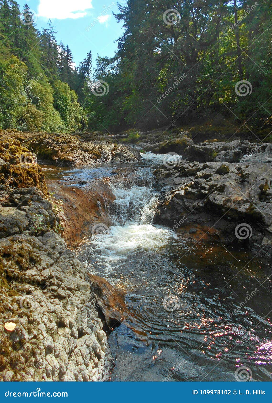 Galloping Calapooia stock photo. Image of greenery, falls - 109978102