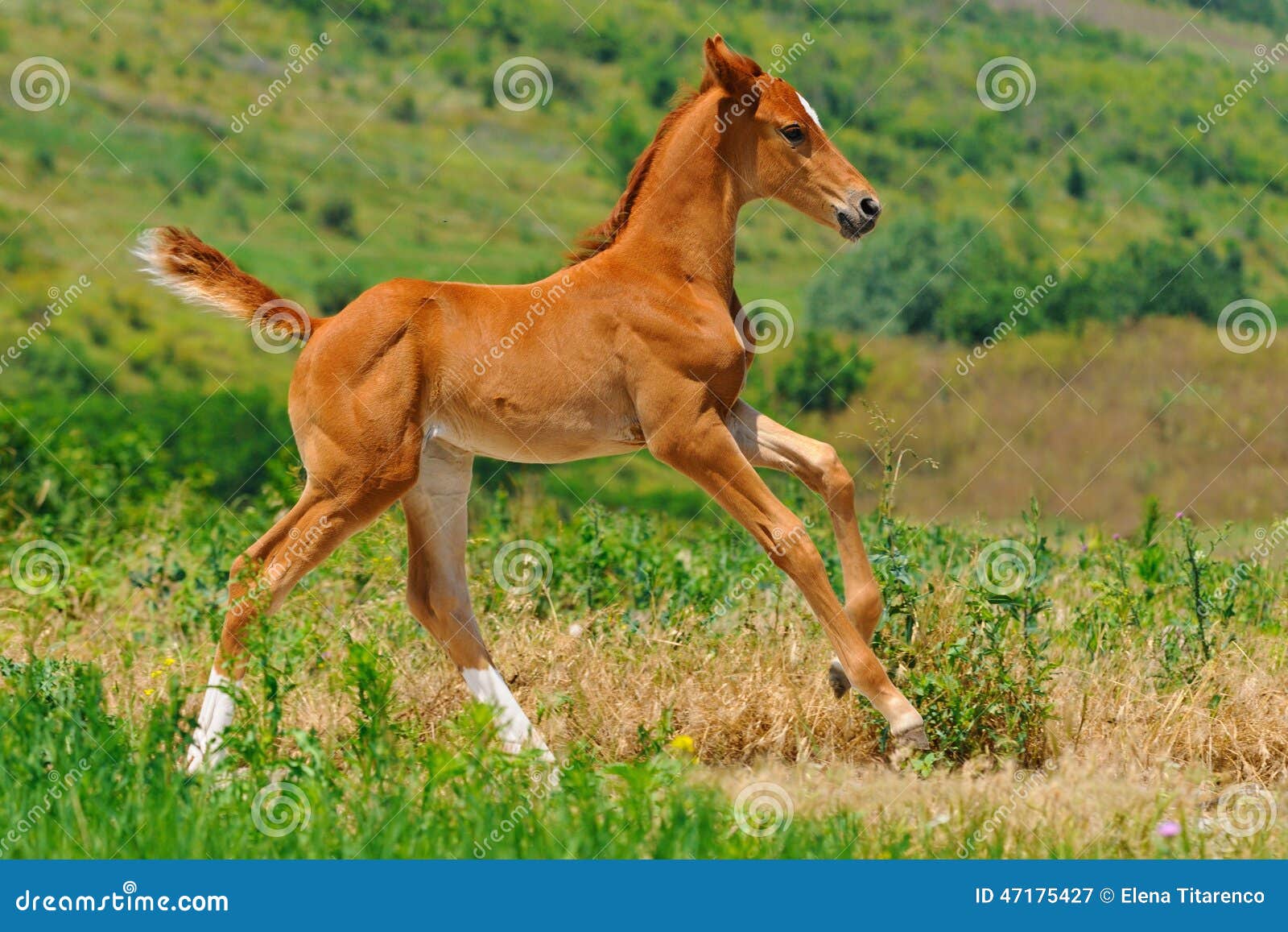 Galloping Chestnut Foal in Summer Field Stock Image - Image of baby ...