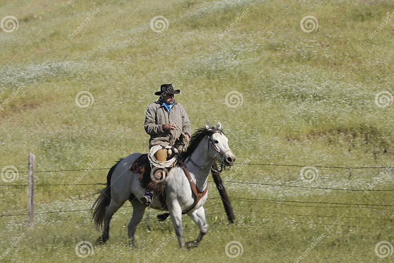 Galloping Cowboy stock image. Image of wrangler, green - 5306601