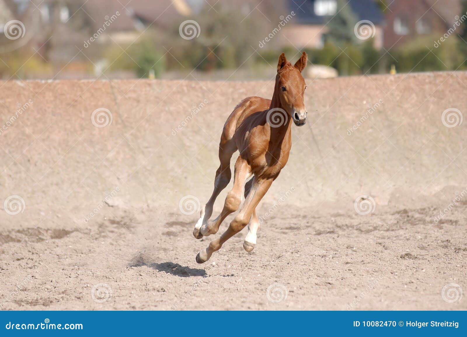 Galloping foal stock photo. Image of foal, warm, mammals - 10082470