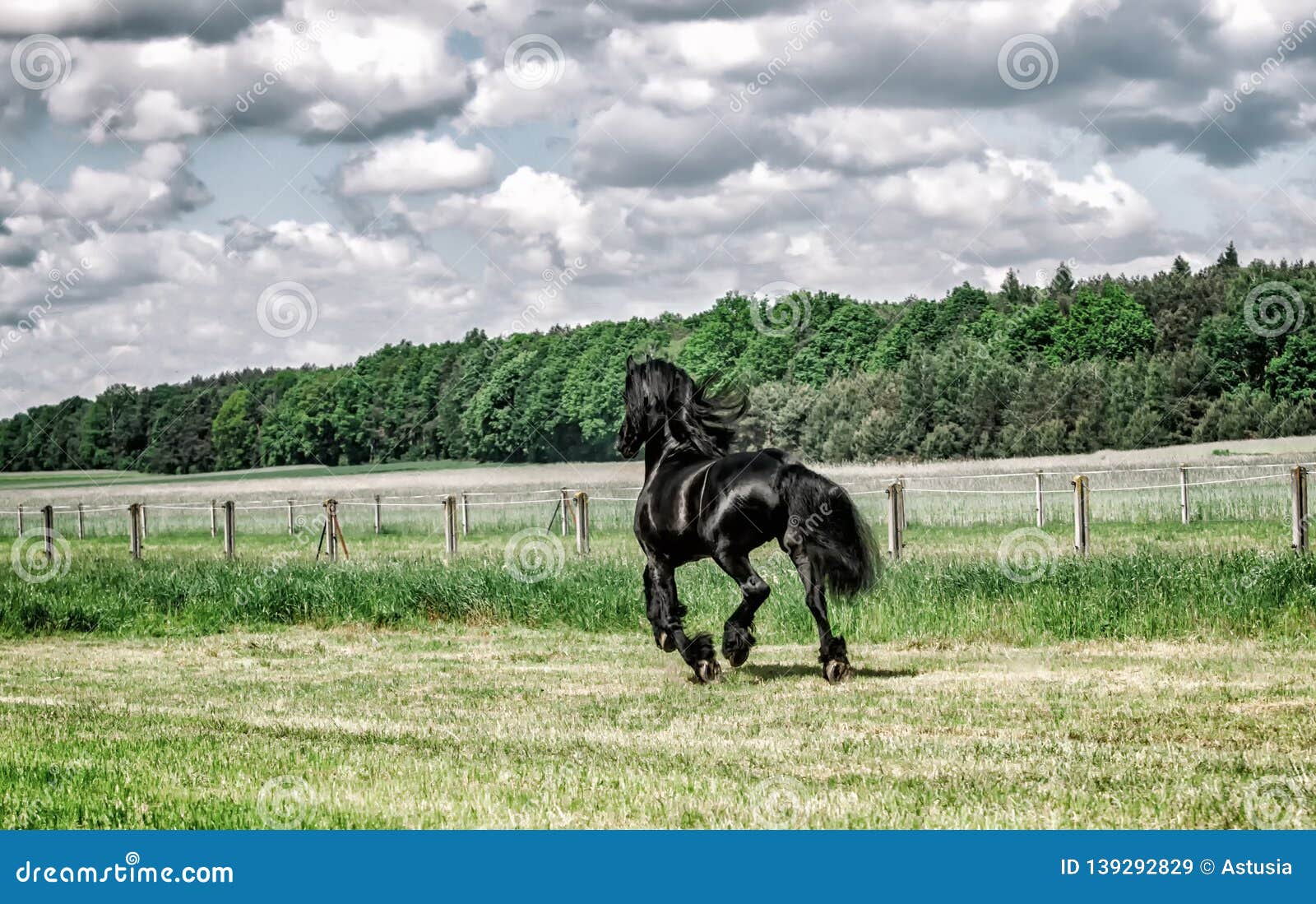 Galloping Friesian Stallion Stock Image - Image of grass, galloping ...