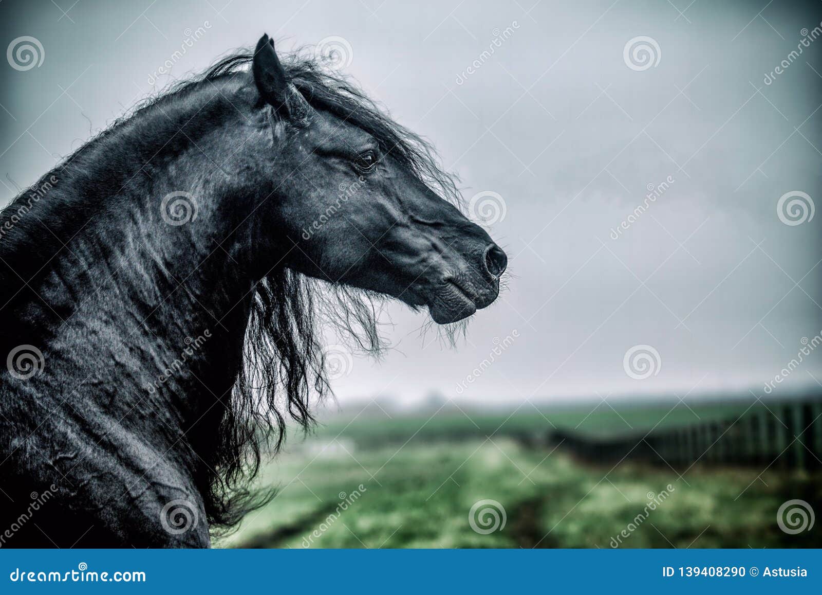 Galloping Friesian Stallion Stock Photo - Image of stallion, black ...